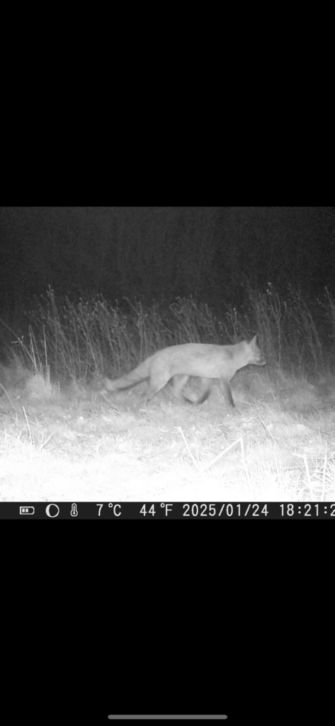 Red Fox from Deanshanger, Towcester, England, GB on 09 February, 2025 ...