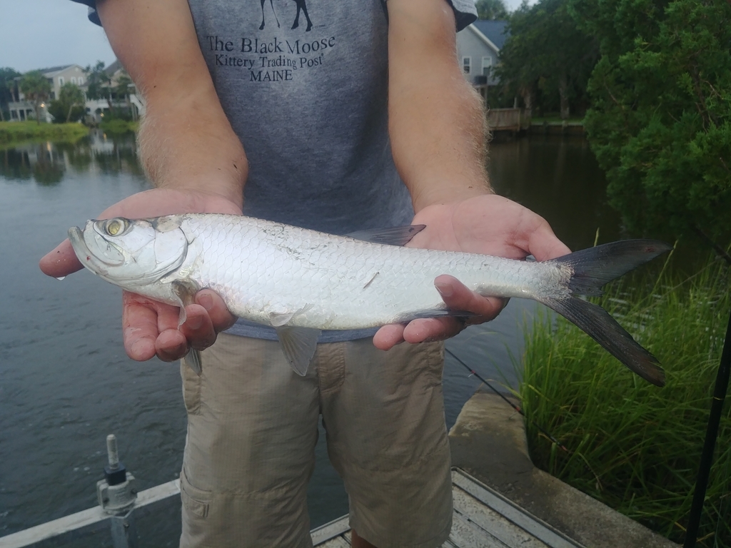 Atlantic Tarpon (Megalops atlanticus) - Marine Life Identification