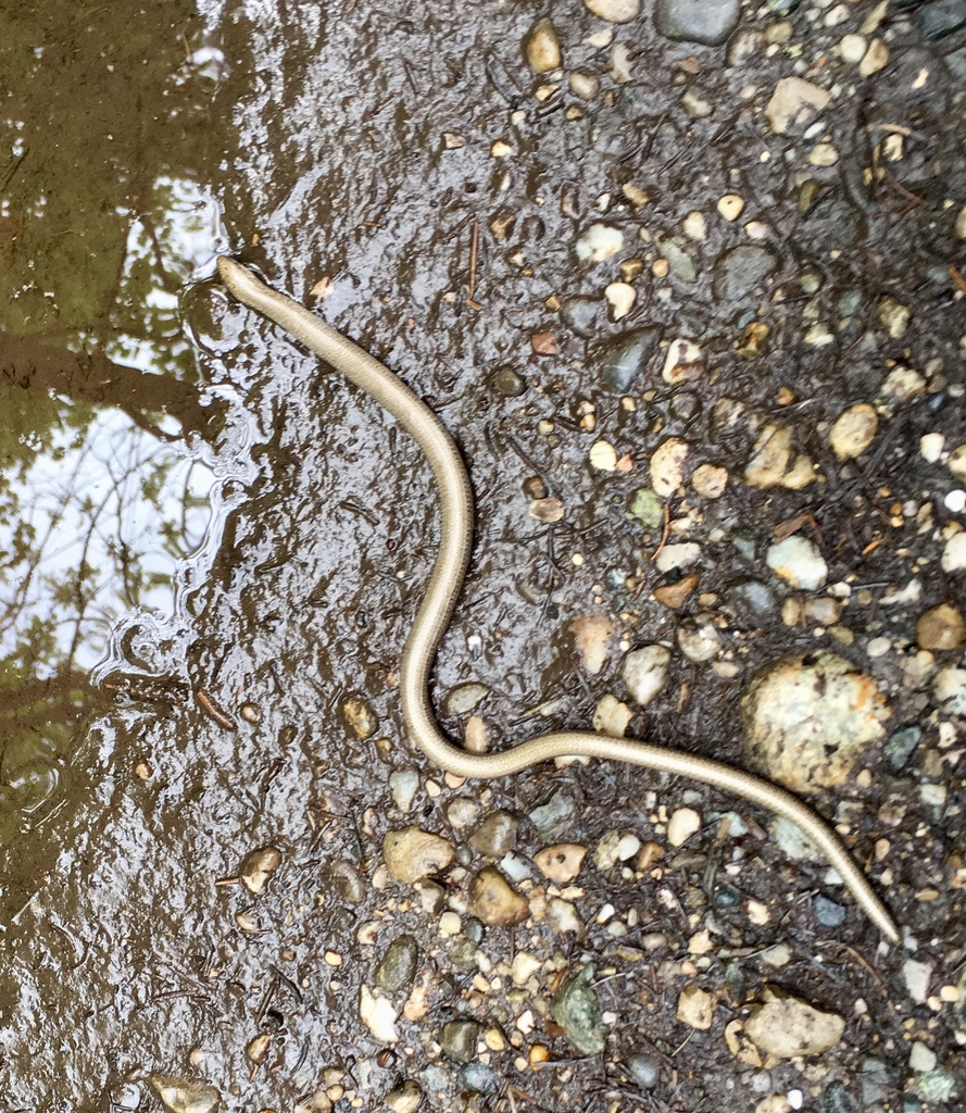 Common Slowworm from St2091, Waldkraiburg, Bayern, DE on May 25, 2019 ...