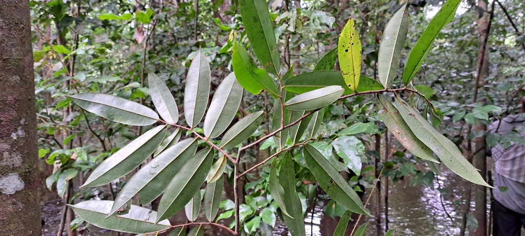 (Oxandra panamensis) - Botanical Realm