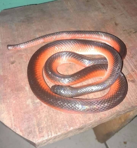 Paraná False Boa (Pseudoboa haasi) - Snakes and Lizards