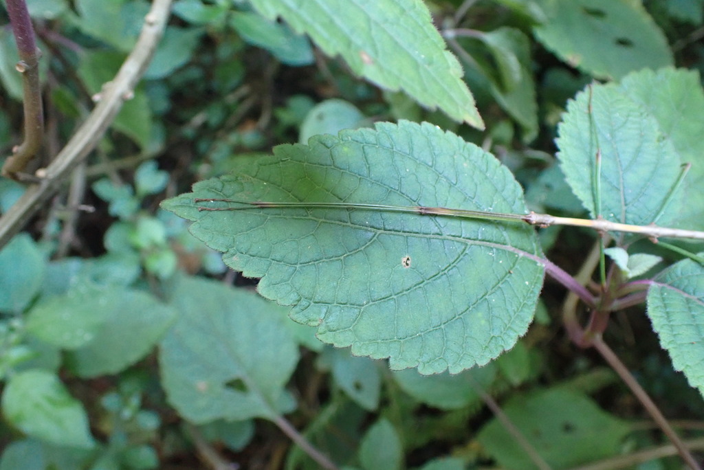 Cape Stick Insect from Half Collared Kingfisher Trail, Hoekwil ...