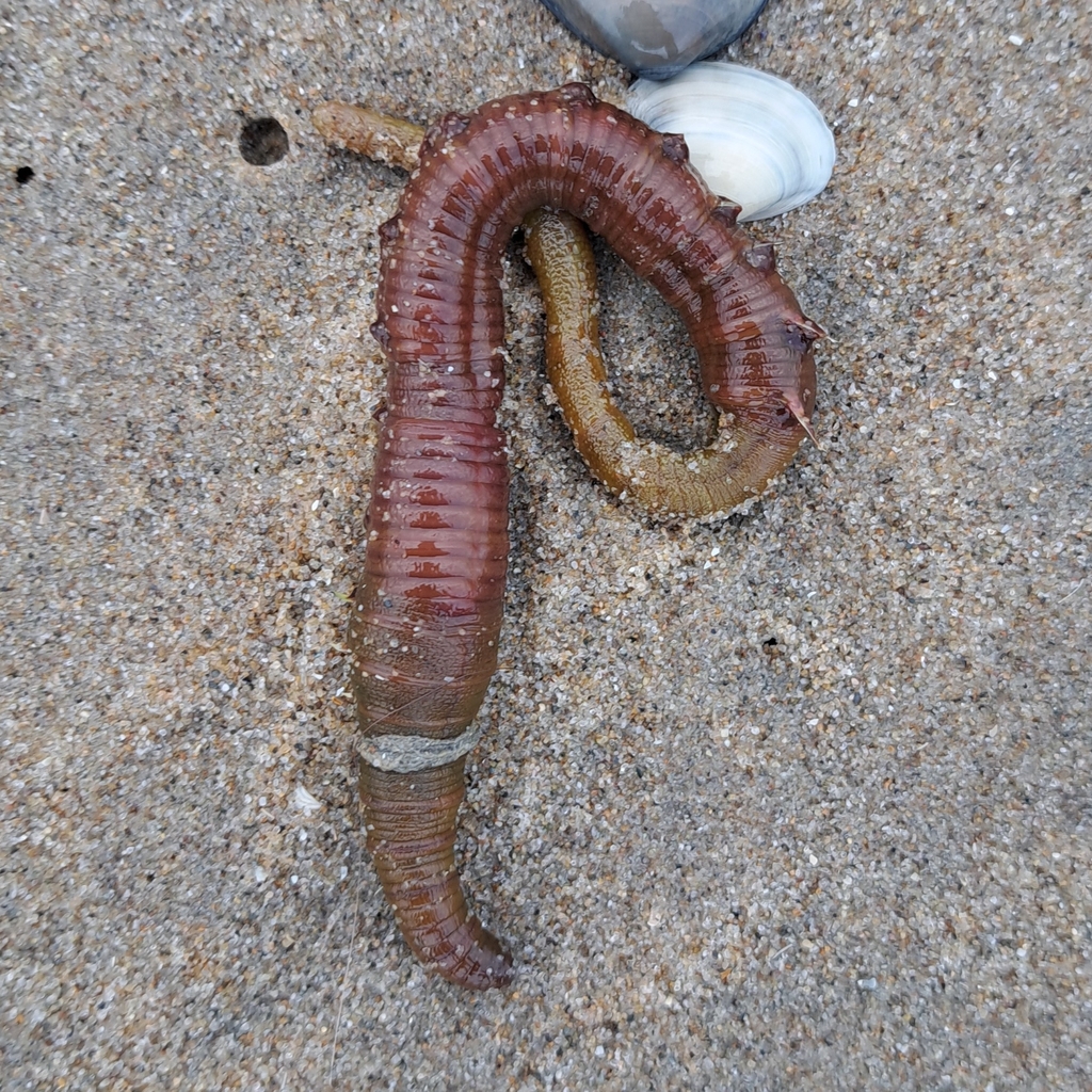 Blow Lugworm from 2586 JW The Hague, Netherlands on February 8, 2025 at ...