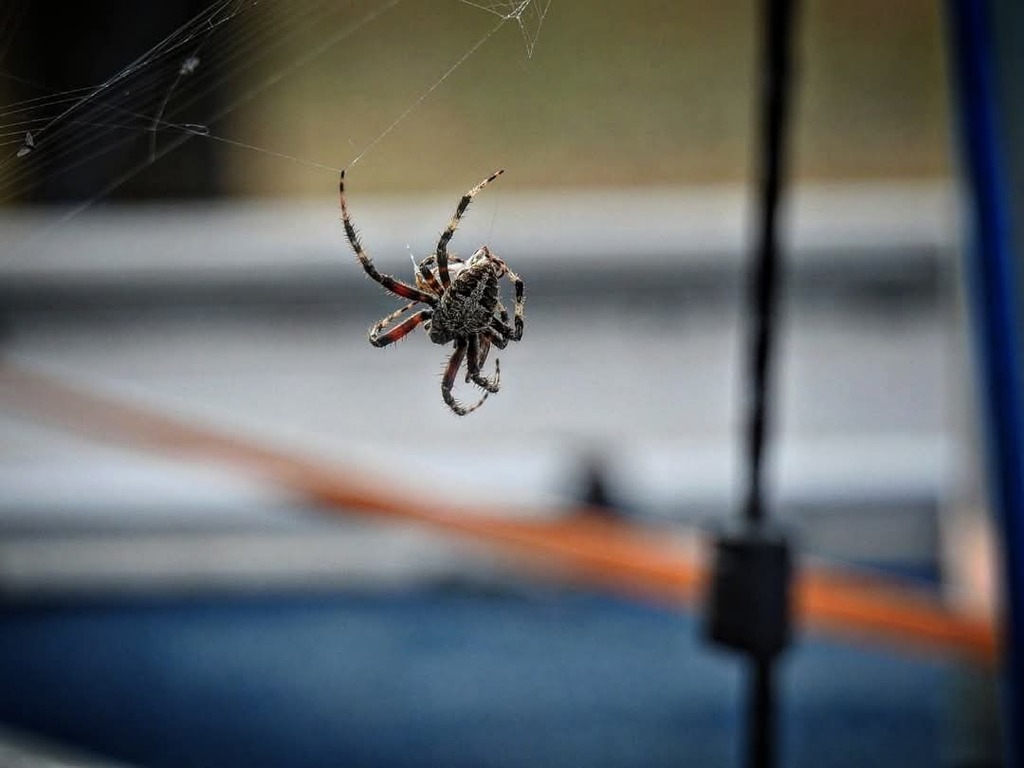 Spotted Orbweaver from San Marcos, TX, USA on February 01, 2025 at 02: ...