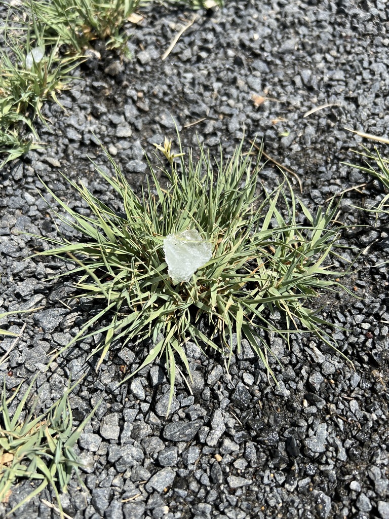 buffalograss from Boulder County, CO, USA on May 21, 2022 at 10:35 AM ...