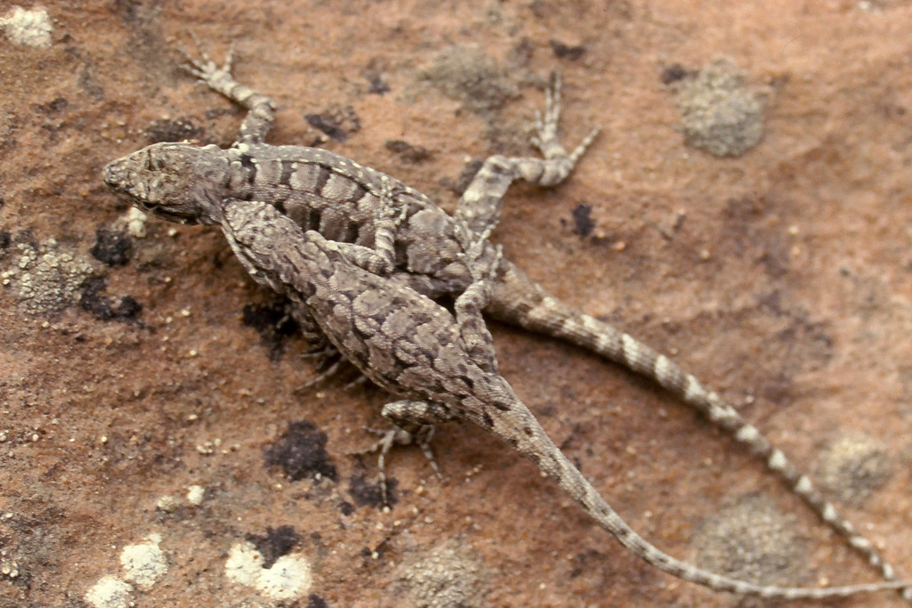 Ornate Tree Lizard from Mesa County, CO, USA on August 23, 1990 by Paul ...