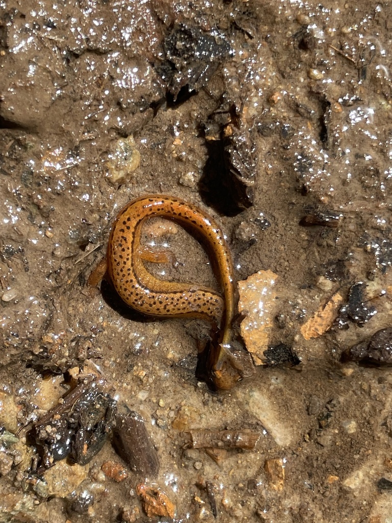 Blue Ridge Two-lined Salamander from Julian Price Memorial Park, Boone ...