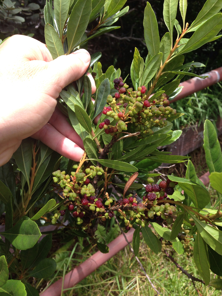 faya bayberry (Madeira trees and bushes) · iNaturalist