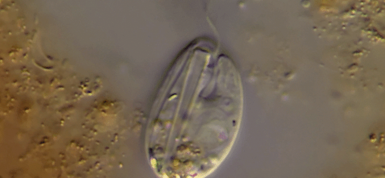 Entosiphon sulcatum from East Hampton, NY 11937, USA on January 17 ...