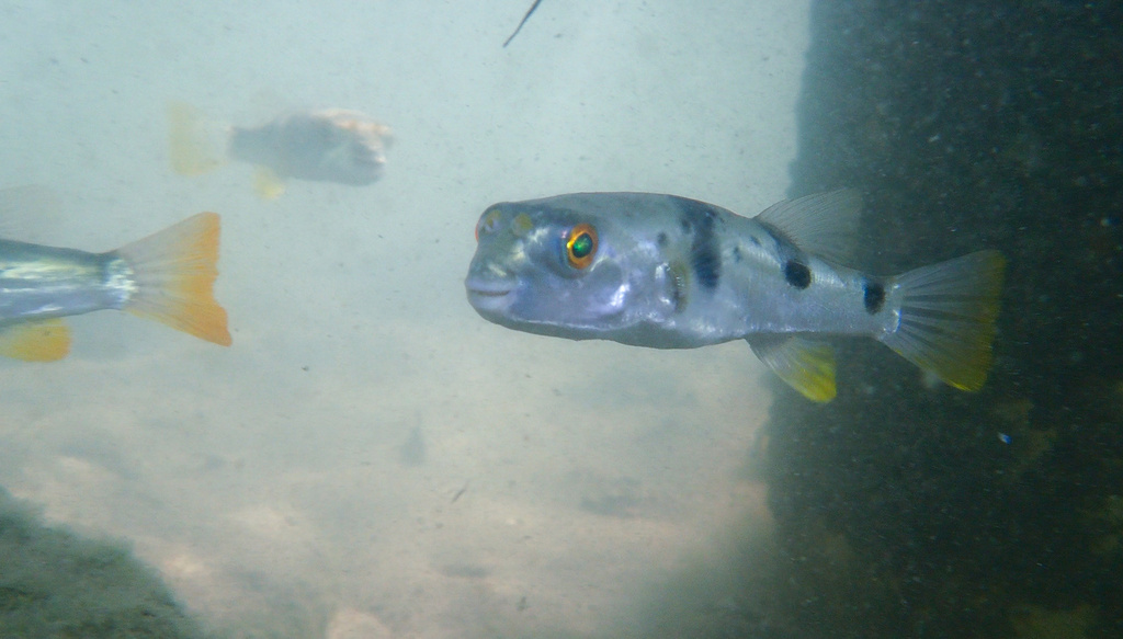Banded Toadfish from Hervey Bay, Urangan, QLD, AU on February 09, 2025 ...