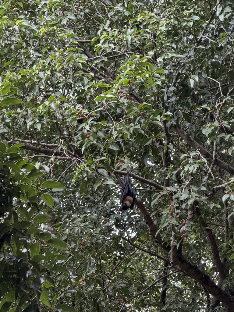 Spectacled Flying-fox from Cairns Regional Council, Cairns City, QLD ...