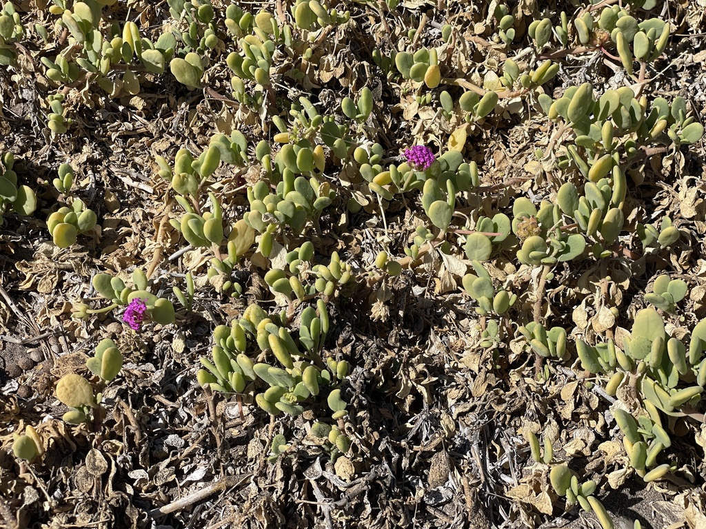 red sand-verbena from Loreto, B.C.S., MX on February 9, 2025 at 10:43 ...