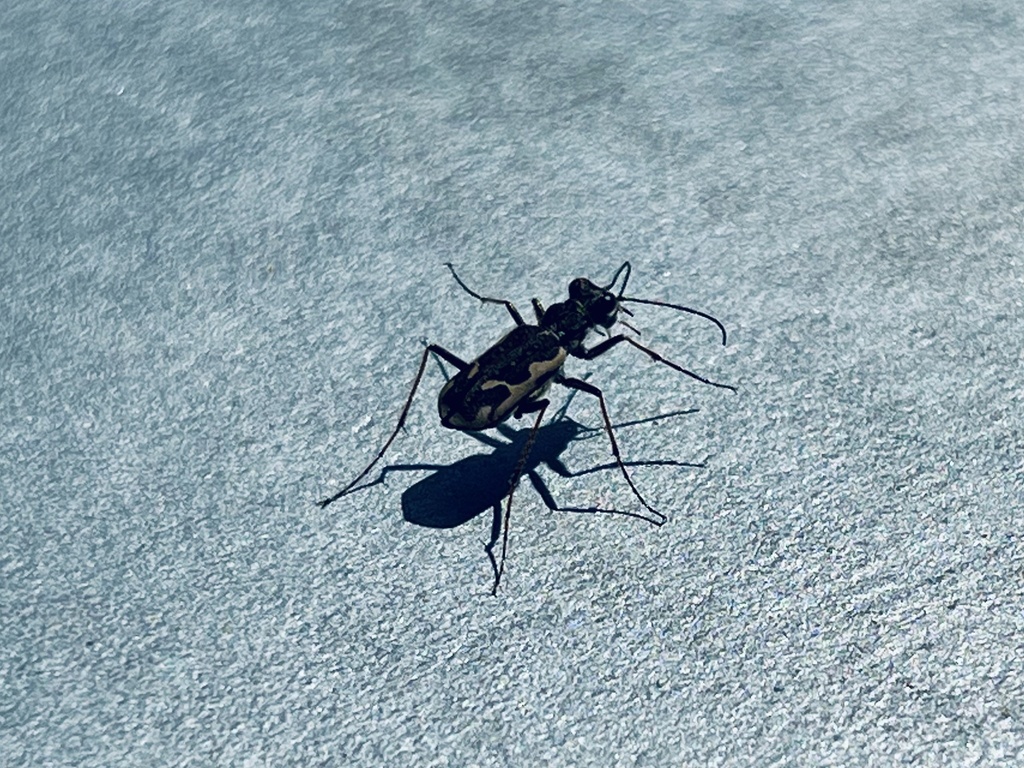 New Zealand Common Tiger Beetle in February 2025 by tangatahikoi ...