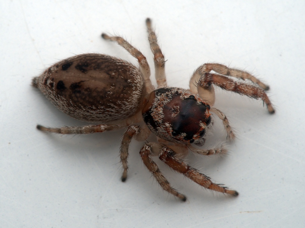 Garden Jumping Spiders from Ruawai, New Zealand on November 28, 2024 at ...