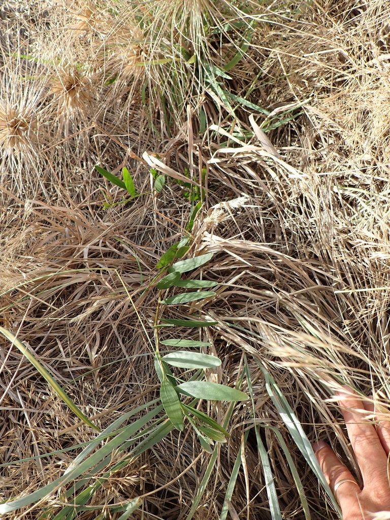 coastal wattle from Foxton Beach, New Zealand on February 9, 2025 at 07 ...