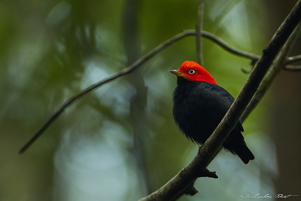 Red-capped Manakin from Othón P. Blanco, Quintana Roo, Mexico on July ...