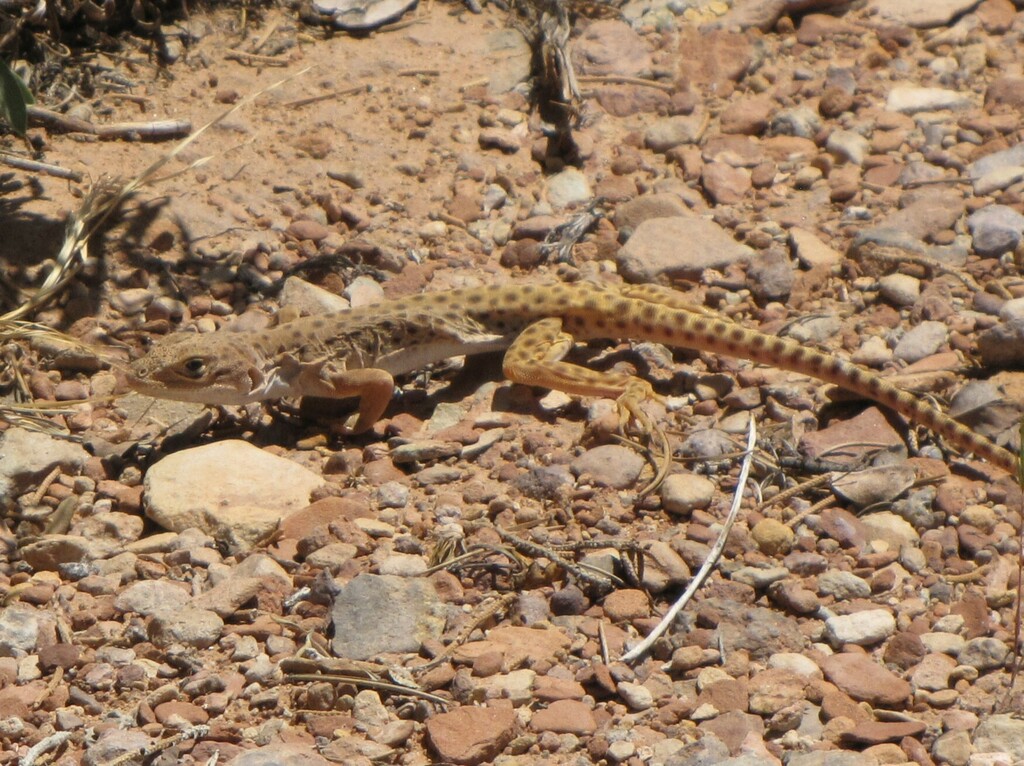 Long-nosed Leopard Lizard from San Juan County, UT, USA on May 27, 2021 ...