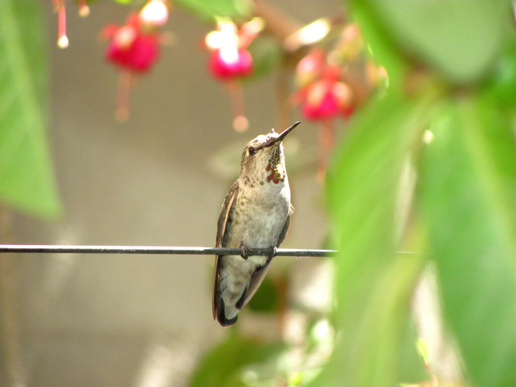 Anna's Hummingbird from El Refugio, 22253 Tijuana, B.C., México on July ...