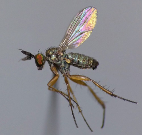 Syntormon aotearoa · iNaturalist Mexico