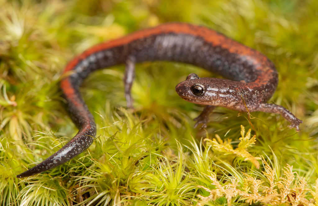 Eastern Red-backed Salamander from Cary, NC, USA on February 09, 2025 ...