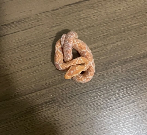 Fonseca's Lancehead (Bothrops fonsecai) - Snakes and Lizards