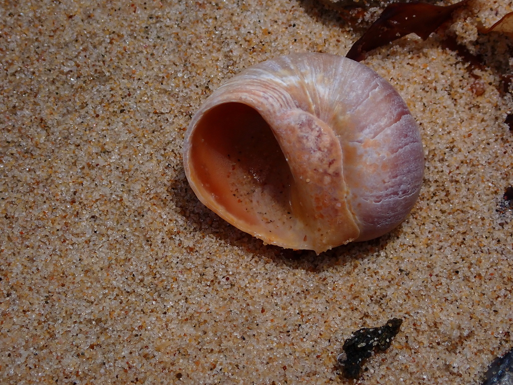 Conuber melastoma from Bundagen NSW 2454, Australia on February 10 ...