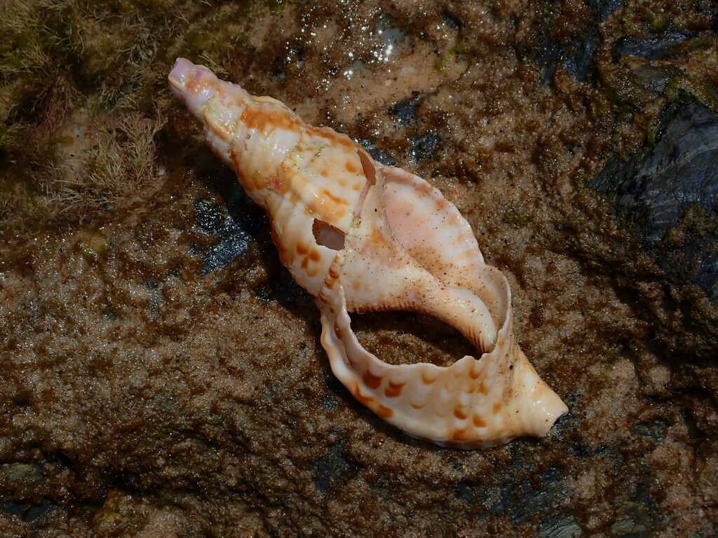 Giant Triton Snail from Bundagen NSW 2454, Australia on February 10 ...