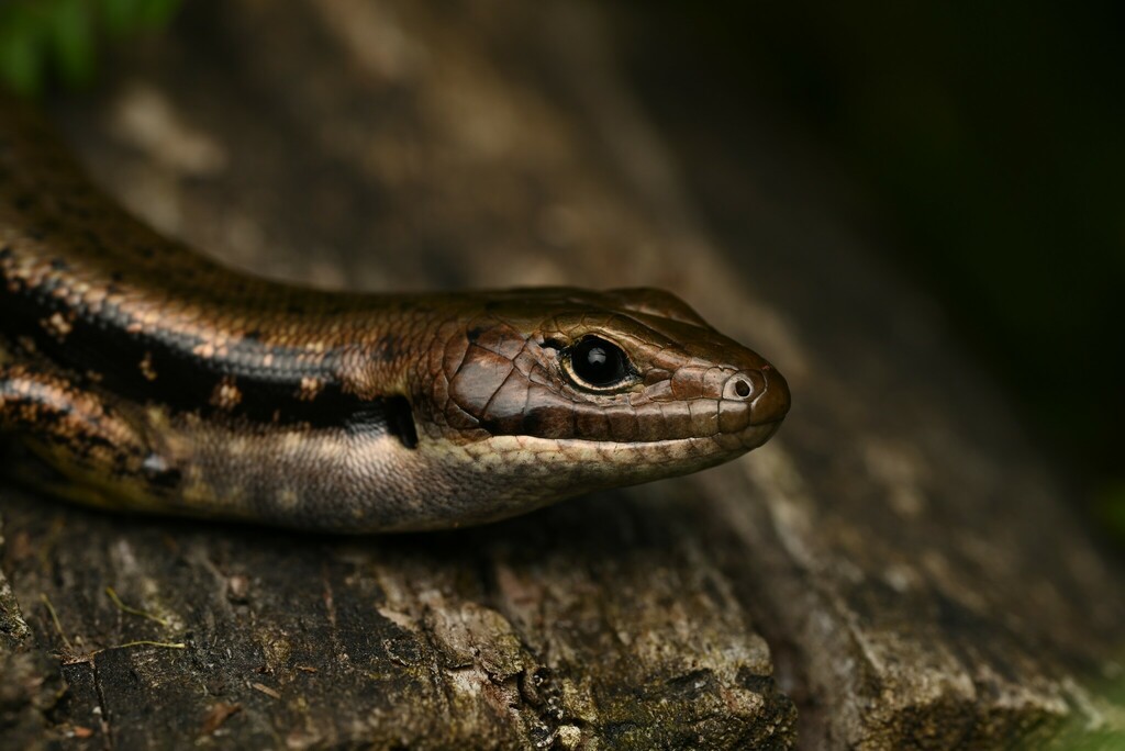 Southern Water Skink in January 2025 by gelkiu · iNaturalist