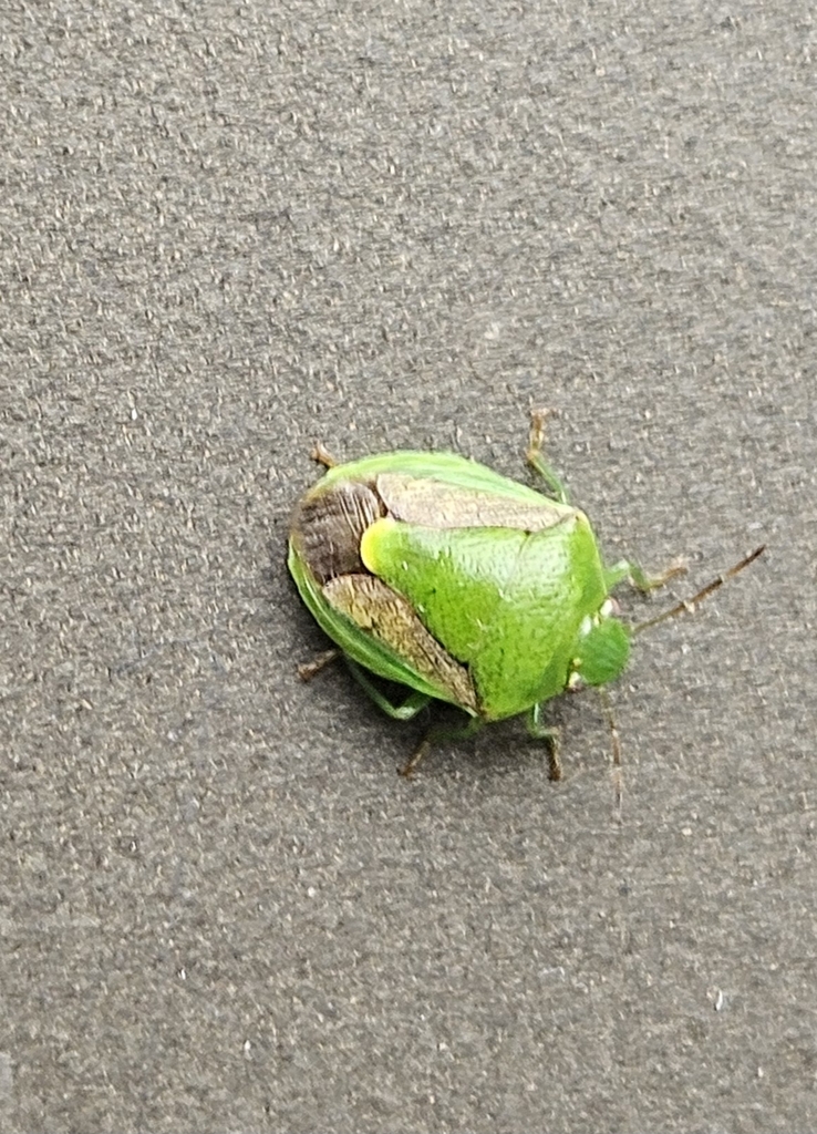 Green Stink Bug from Kingswood NSW 2747, Australia on February 10, 2025 ...