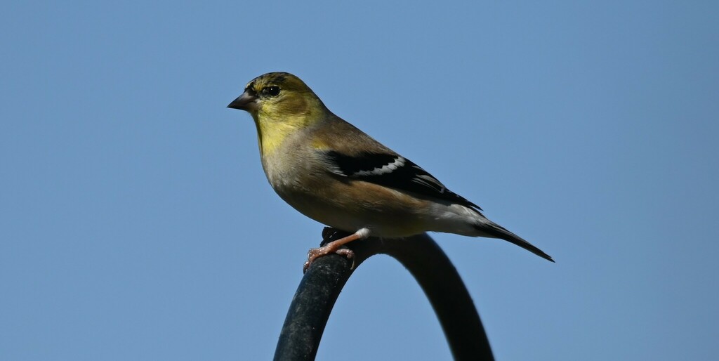 American Goldfinch from Goliad County, TX, USA on February 2, 2025 at ...