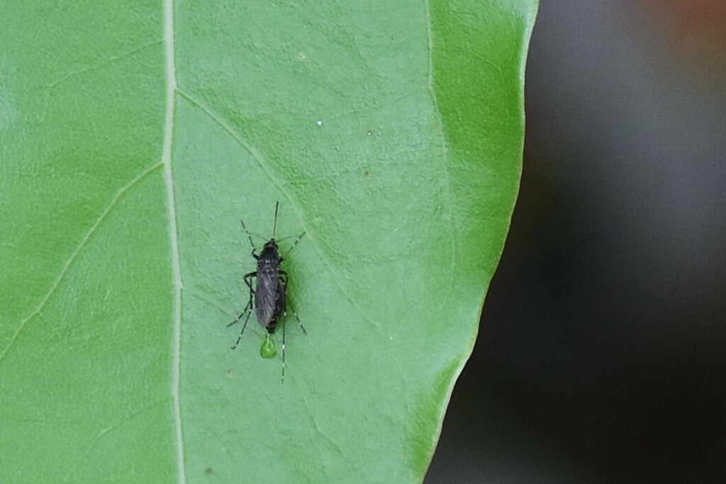 Aedes vigilax from Newcastle NSW, Australia on February 10, 2025 at 03: ...