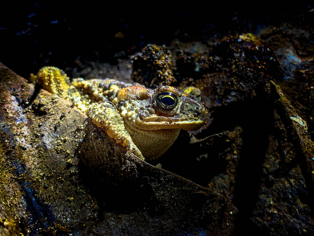 Dry Forest Toad from Provincia de Alajuela, Concepción, Costa Rica on ...