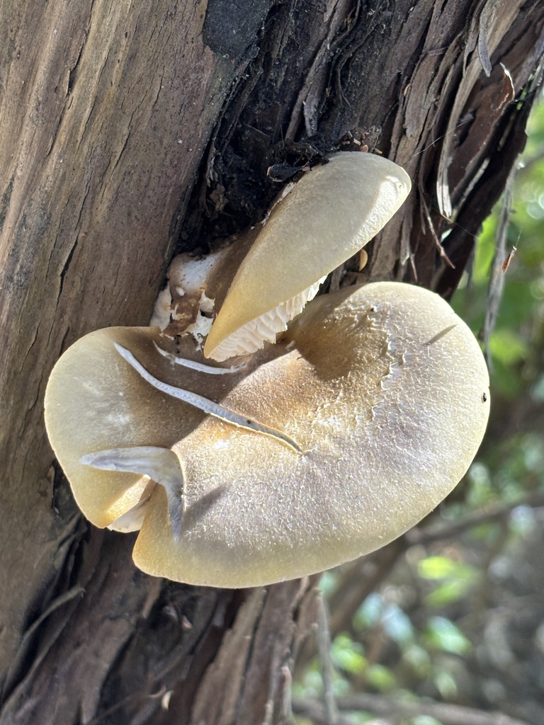 Brown Oyster Mushroom from East Harbour Regional park, Lower Hutt ...