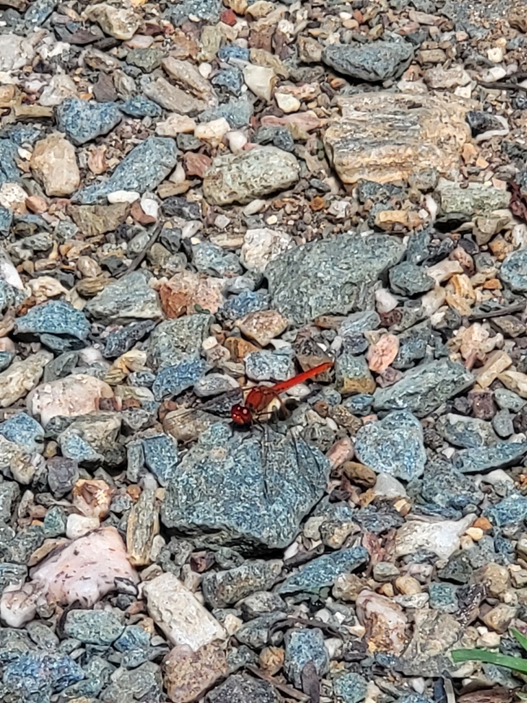Red-tailed Skimmer in February 2025 by rhiagriff · iNaturalist