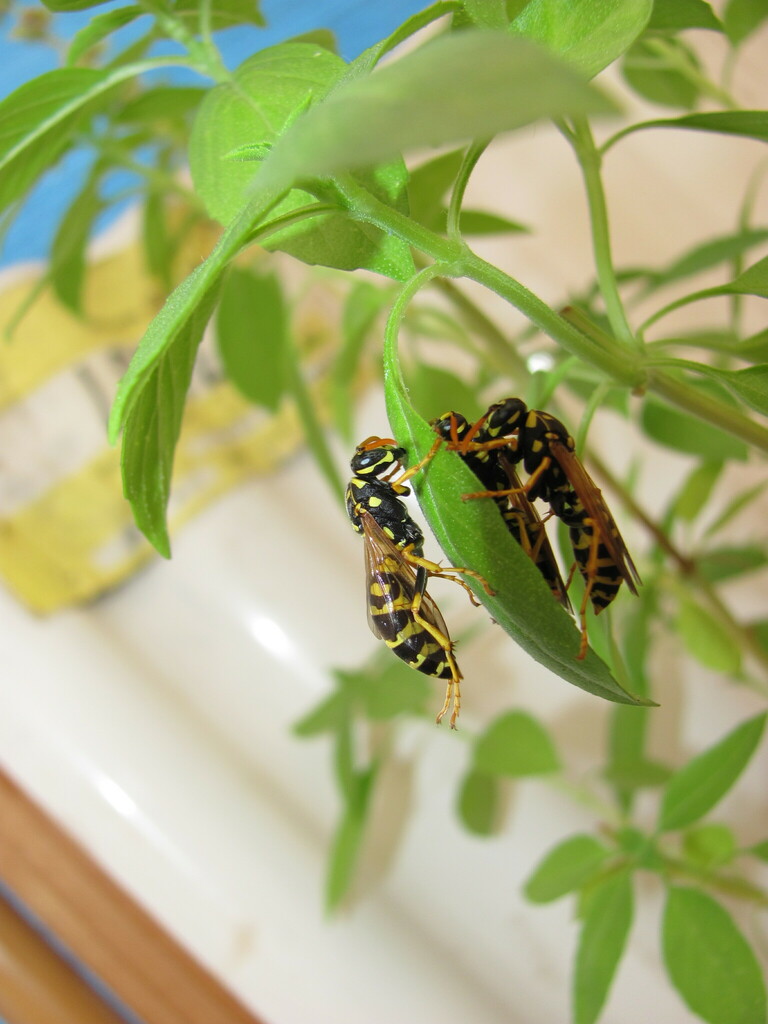 European Paper Wasp from El Refugio, 22253 Tijuana, B.C., México on ...
