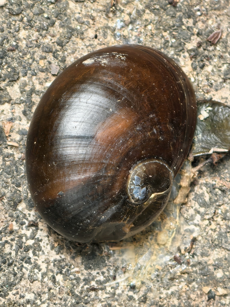 Arboreal Snail from Huicheng District, Huizhou, Guangdong Province ...