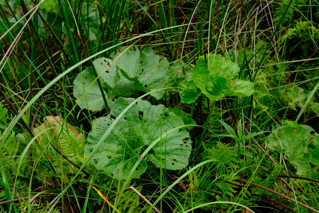 River Pumpkin from Vhembe District Municipality, South Africa on ...