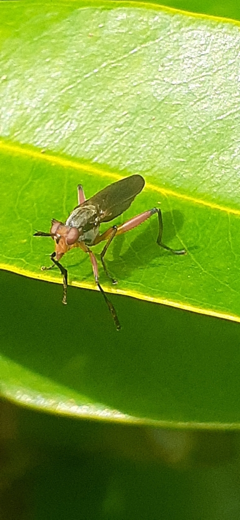 Snail-killing Flies from Bucca NSW 2450, Australia on February 10, 2025 ...