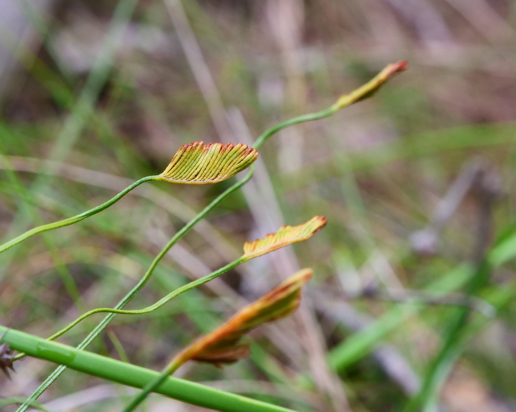 Forked Comb Fern from North Turramurra NSW 2074, Australia on February ...