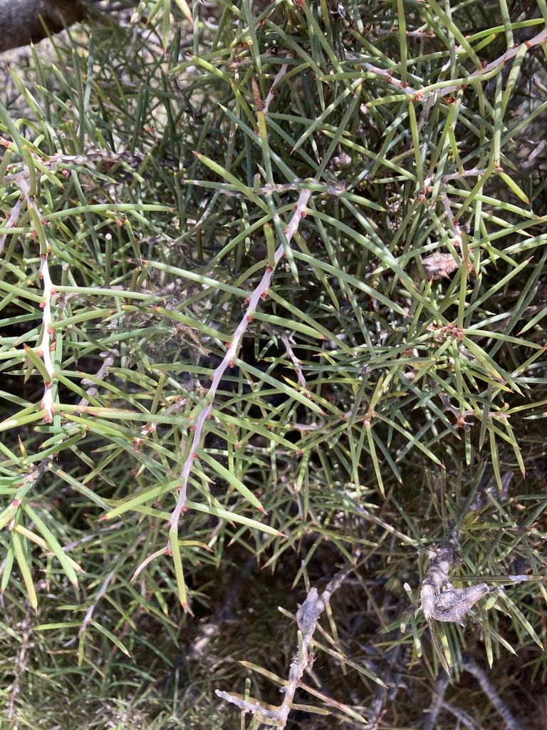 Dagger Hakea from Tasman National Park, Eaglehawk Neck, TAS, AU on ...