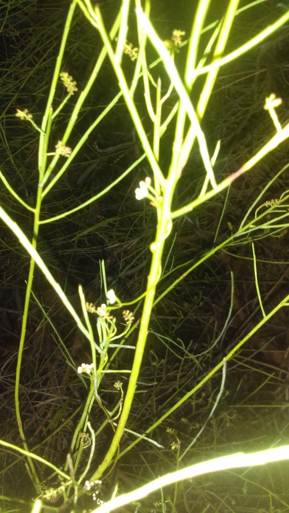 Native Currant from Blue Mountains NSW, Australia on February 10, 2025 ...