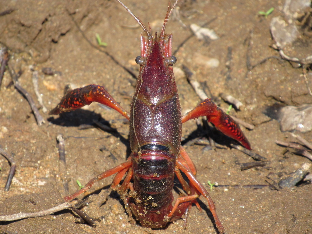 Red Swamp Crayfish from Pontevedra, España on September 8, 2016 at 04: ...