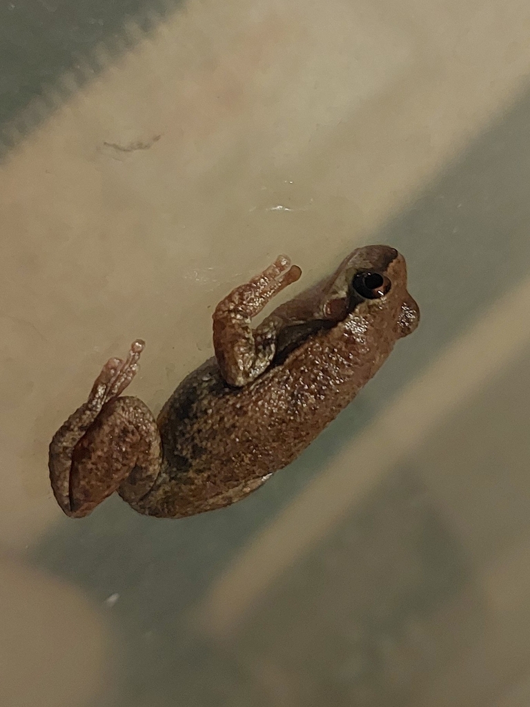 Desert Tree Frog from Sandstone WA 6639, Australia on February 9, 2025 ...
