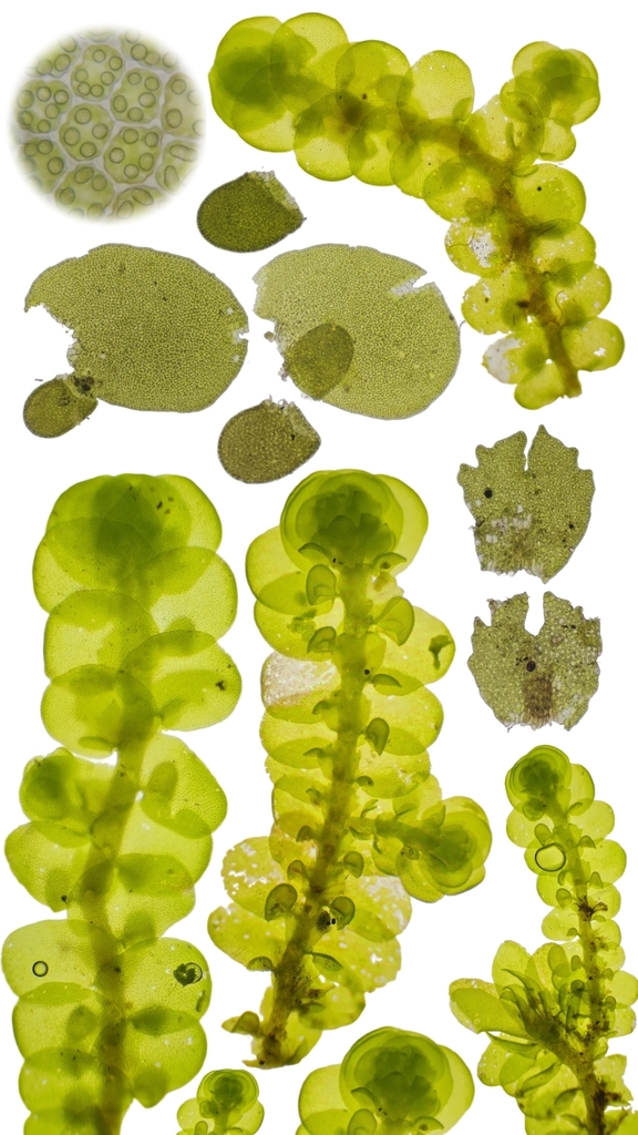 Frullania muscicola from 浙江省台州市天台县国清寺-梅亭 on February 1, 2025 at 09:08 AM by Future · iNaturalist