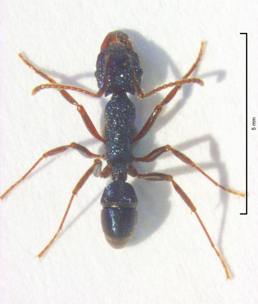 Blue Pony Ant from Winifred Huggins Woodlands, Mt Wellington Domain ...