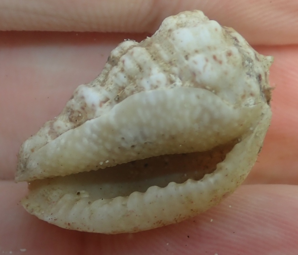 Atlantic Morum from Mar Caribe, Colón, PA on February 9, 2025 at 05:07 ...