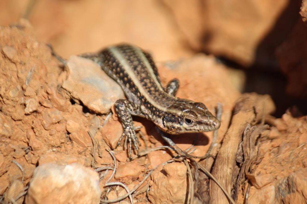 Pelasgian Rock Lizard from Menteşe/Muğla, Türkiye on February 8, 2025 ...