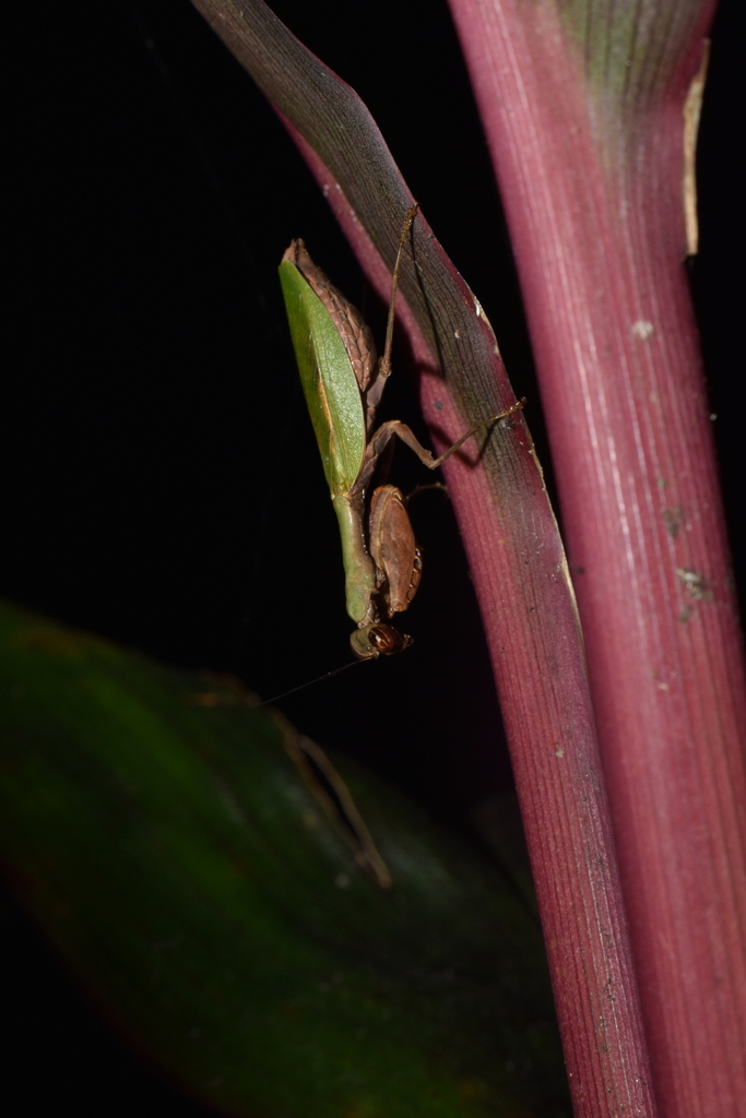 Acromantis from Baguio City, Baguio, Benguet, Philippines on February 8 ...