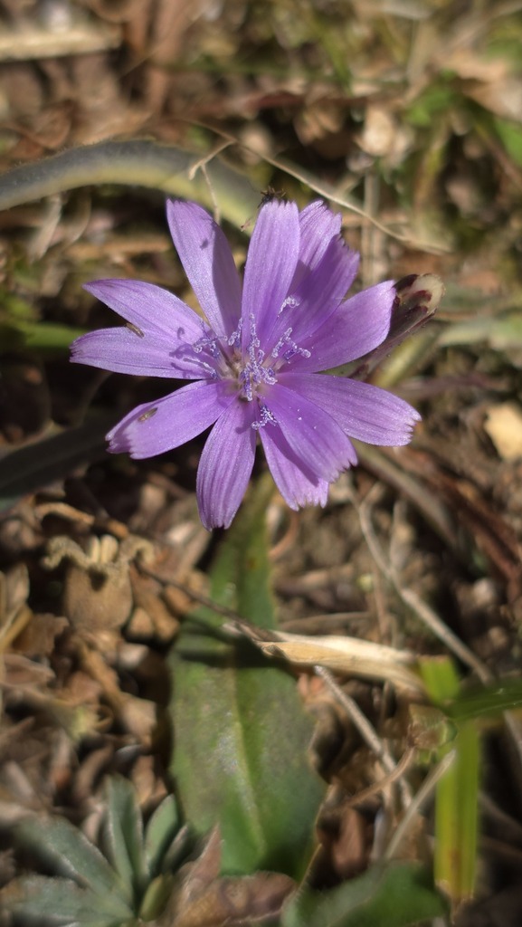 Launaea rueppellii - plant details - WorldFloraDB