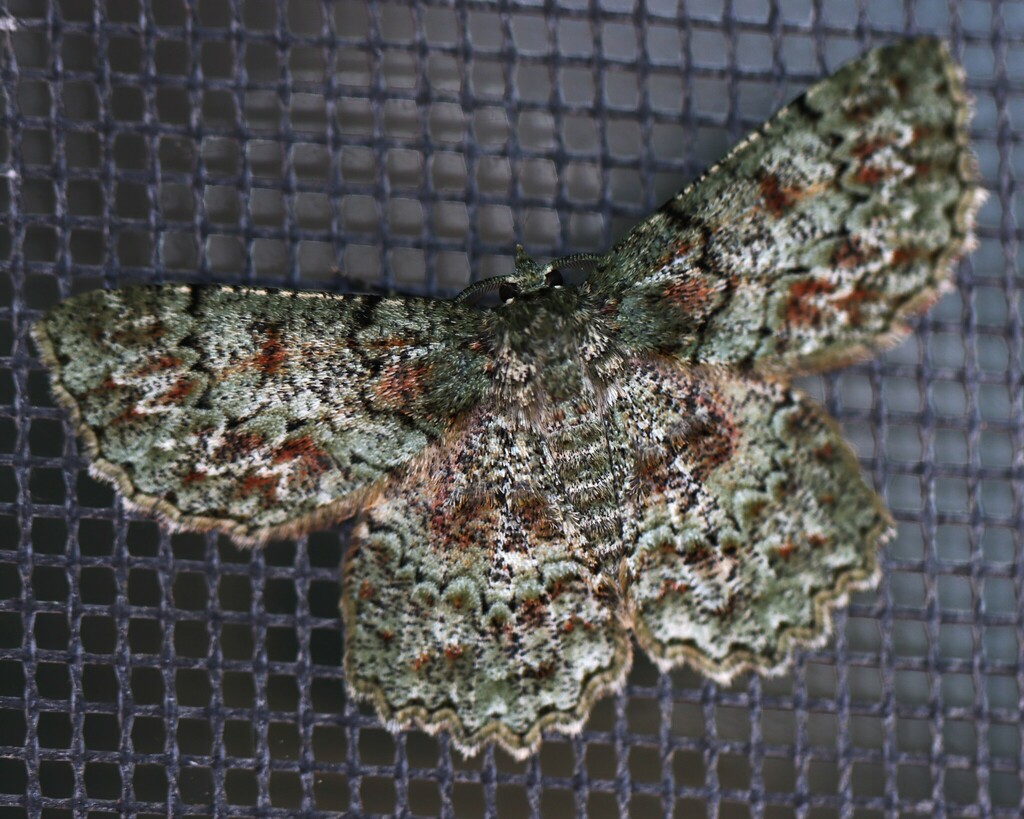 Green Looper in September 2024 by Nature_Lover. Location: Lower Blue ...